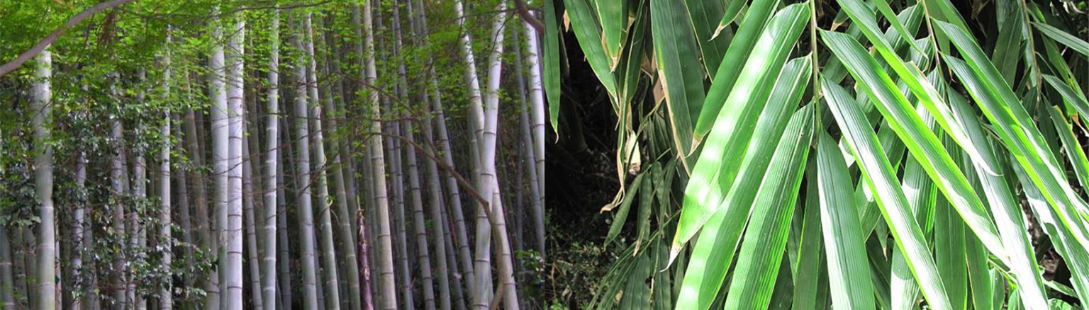 UF/IFAS Center for Aquatic and Invasive Plants - UF/IFAS Center for ...