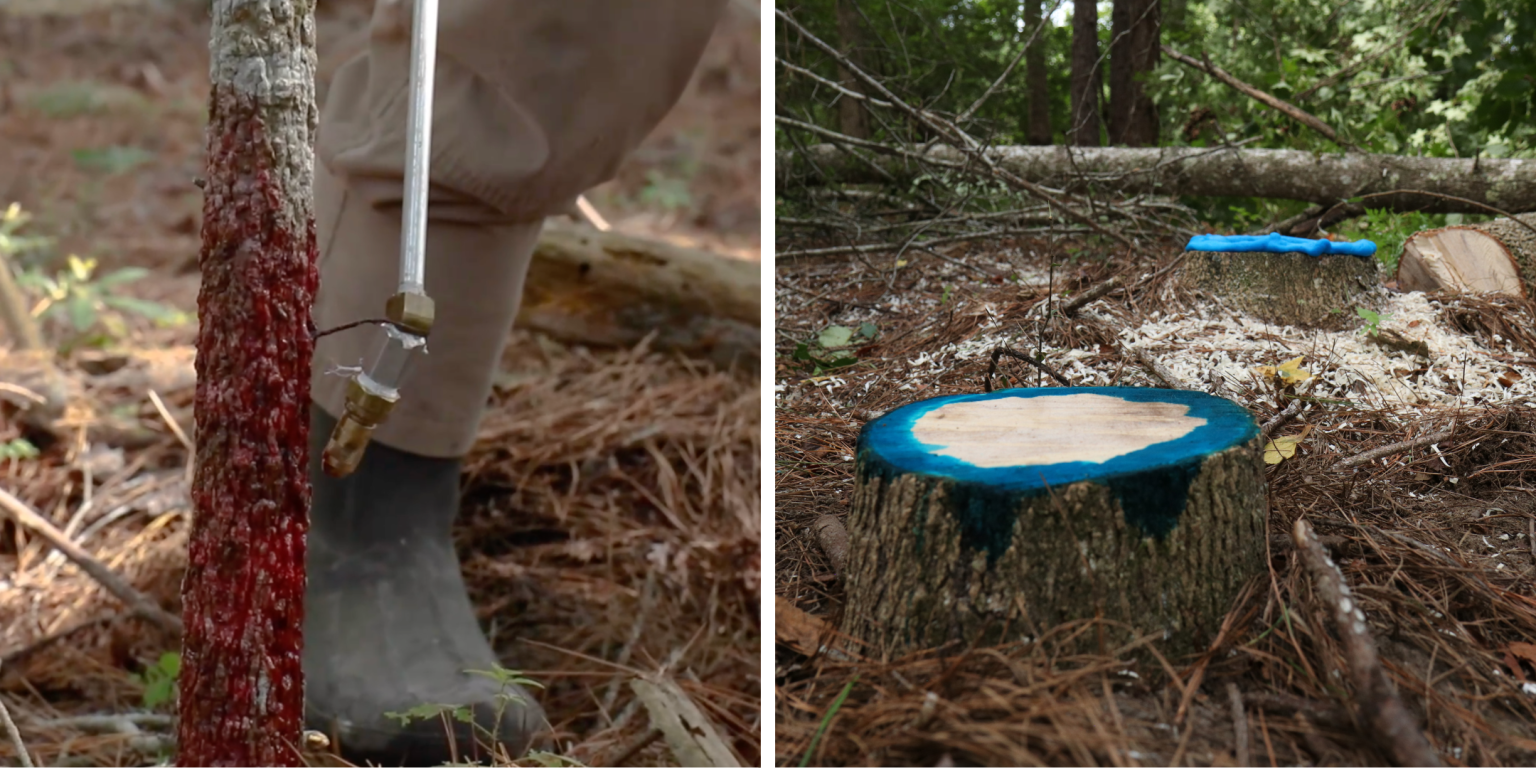 Check It Out! Invasive Plant Management Technique Videos - UF/IFAS ...