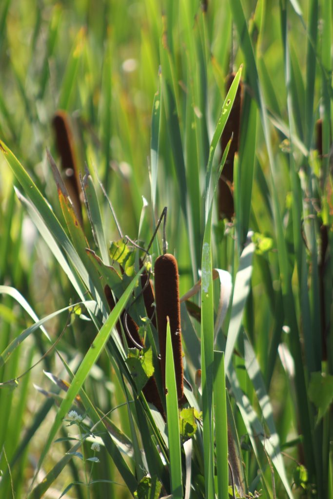 What Makes a Plant Invasive? Understanding Terminology - UF/IFAS Center ...