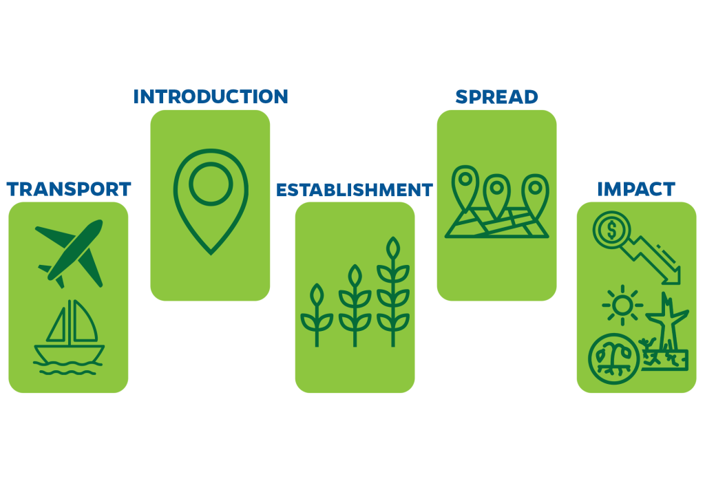 What Makes a Plant Invasive? The Invasion Process - UF/IFAS Center for ...