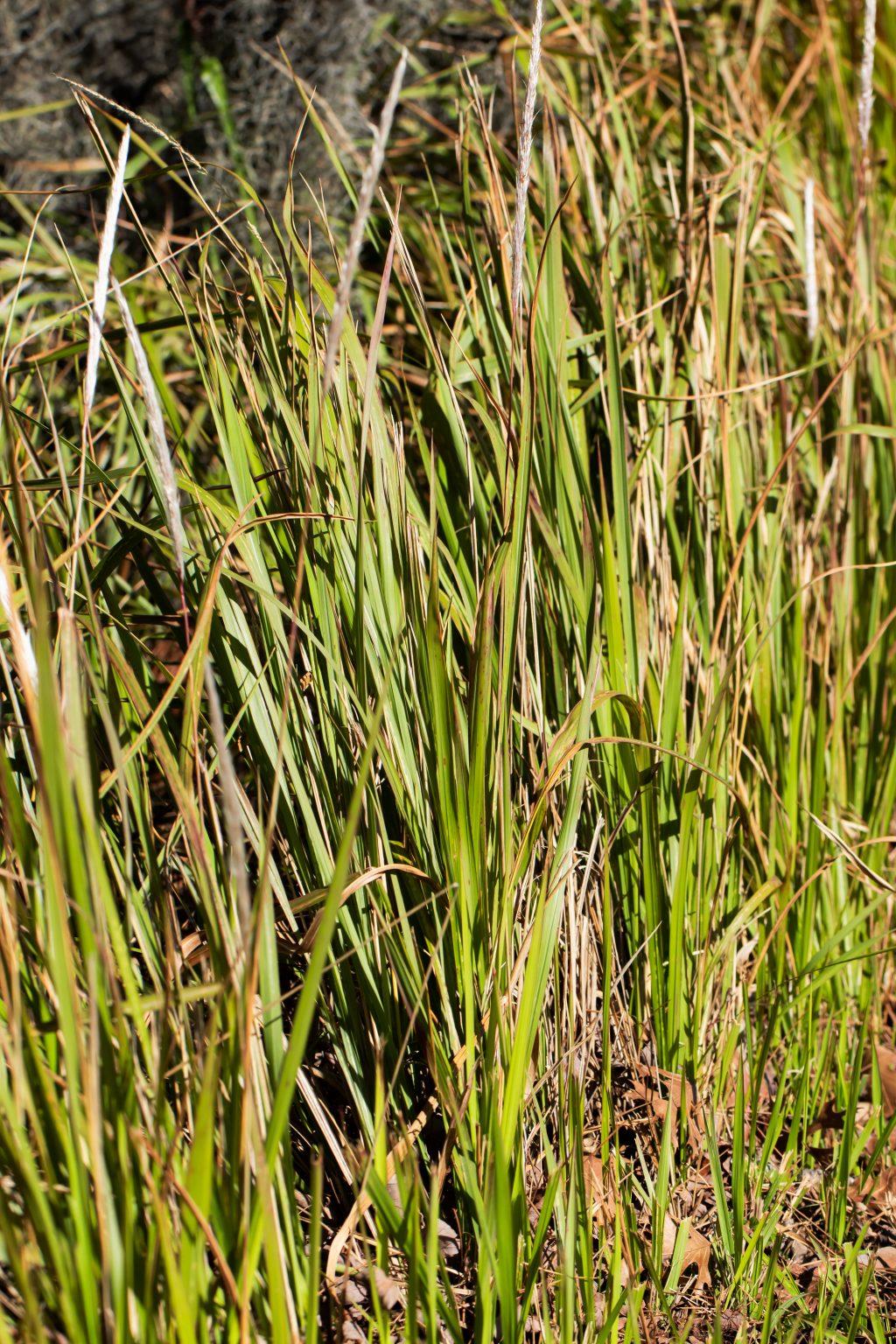 Out of the Weeds: Florida's Nonnative and Invasive Plant Lists - UF ...