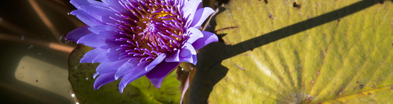 Discover the Beauty and Role of Native Aquatic Plants – in Your Own ...