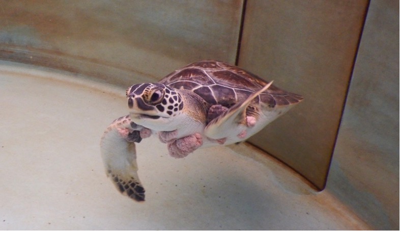 Ausley Interns at Whitney Laboratory Sea Turtle Hospital - UF/IFAS ...