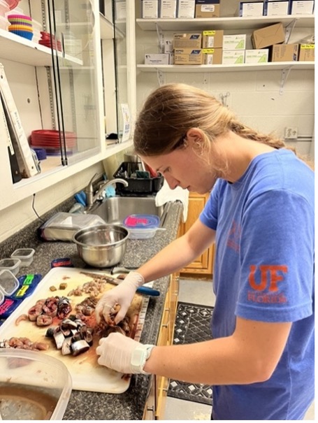 Ausley Interns at Whitney Laboratory Sea Turtle Hospital - UF/IFAS ...