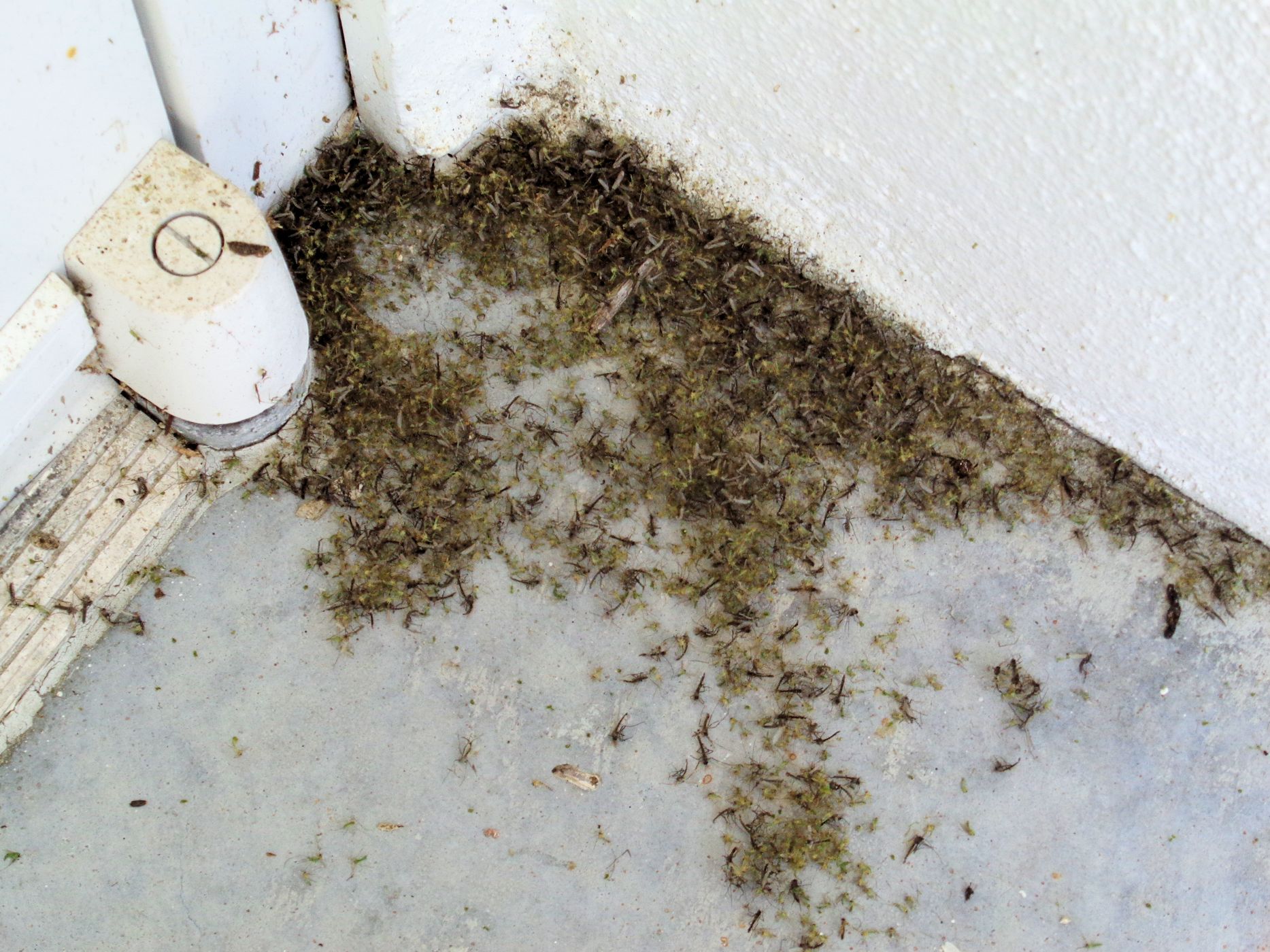 Not lovebugs, not mosquitoes – just blind mosquitoes! - UF/IFAS ...