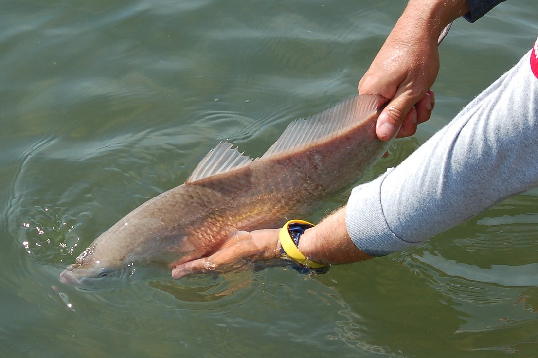 A fish out of water! - UF/IFAS Extension Charlotte County