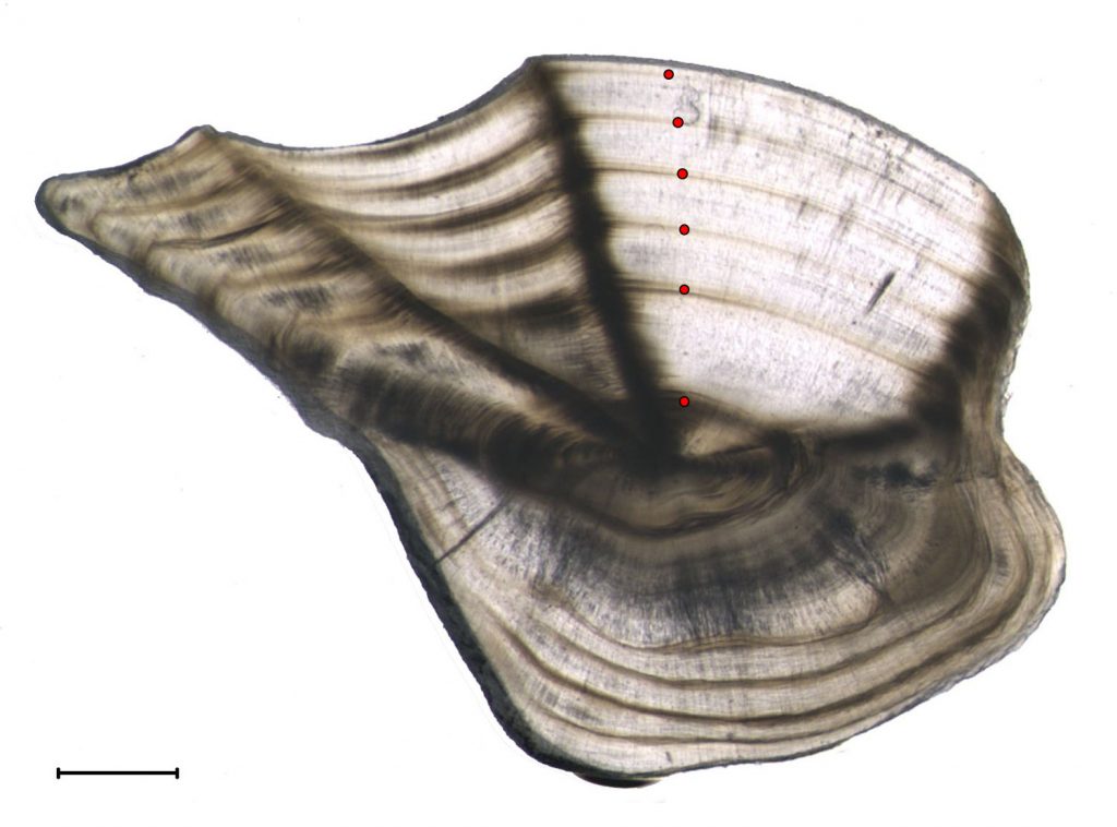 Yes, fish have ears - and they're super cool too - UF/IFAS Extension ...