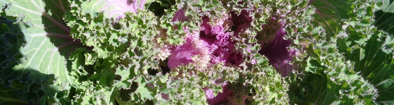 All hail kale! - UF/IFAS Extension Charlotte County