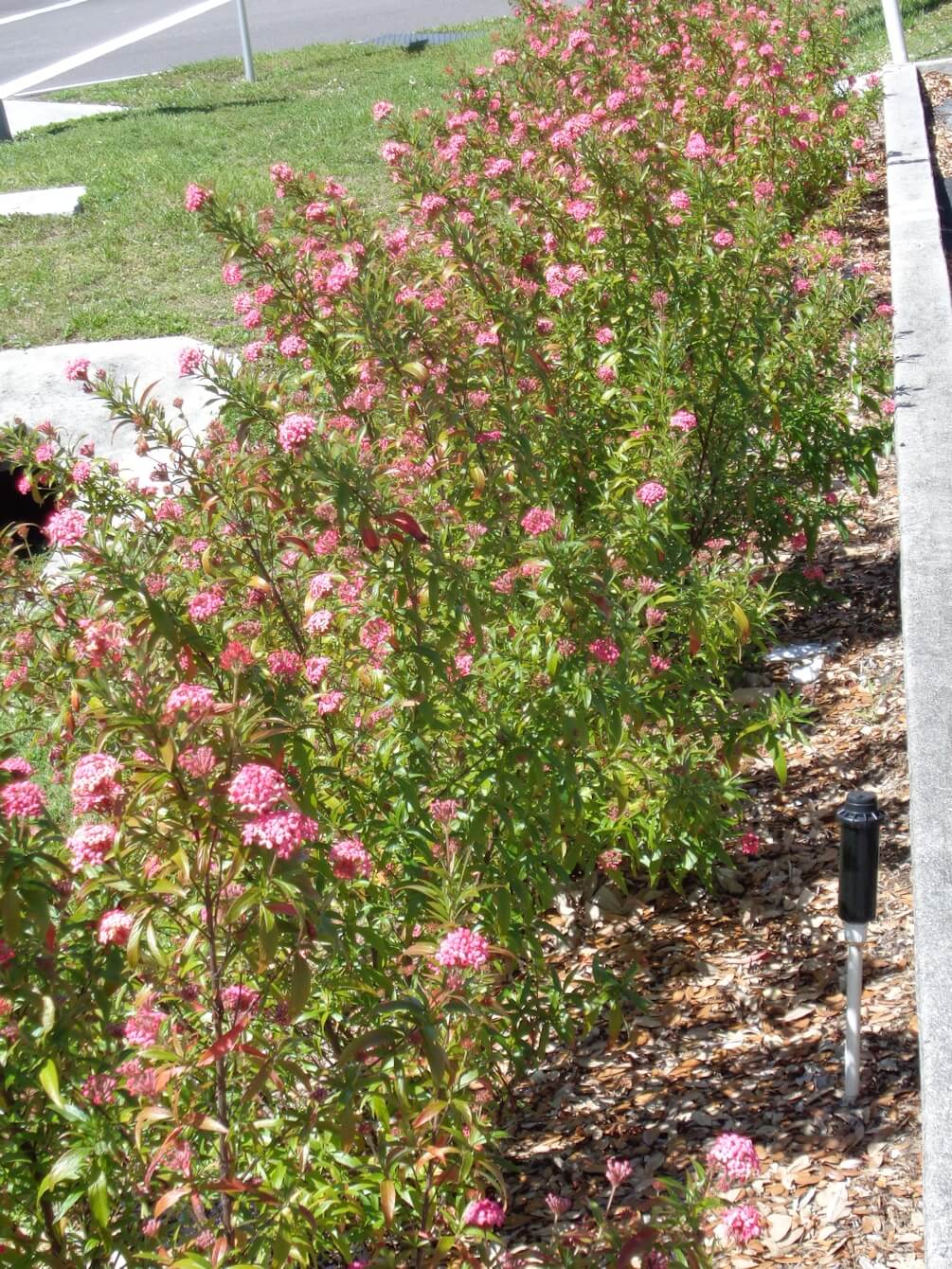 Panama rose at a glance - UF/IFAS Extension Charlotte County