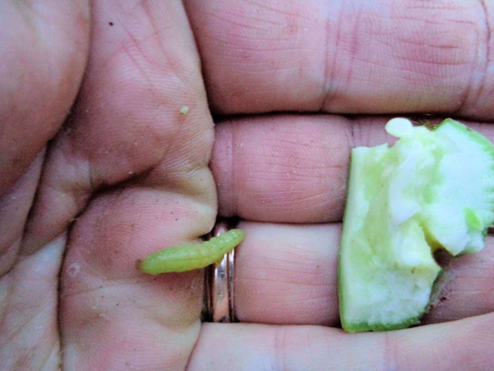 In a real pickle with pickle worms - UF/IFAS Extension Charlotte County