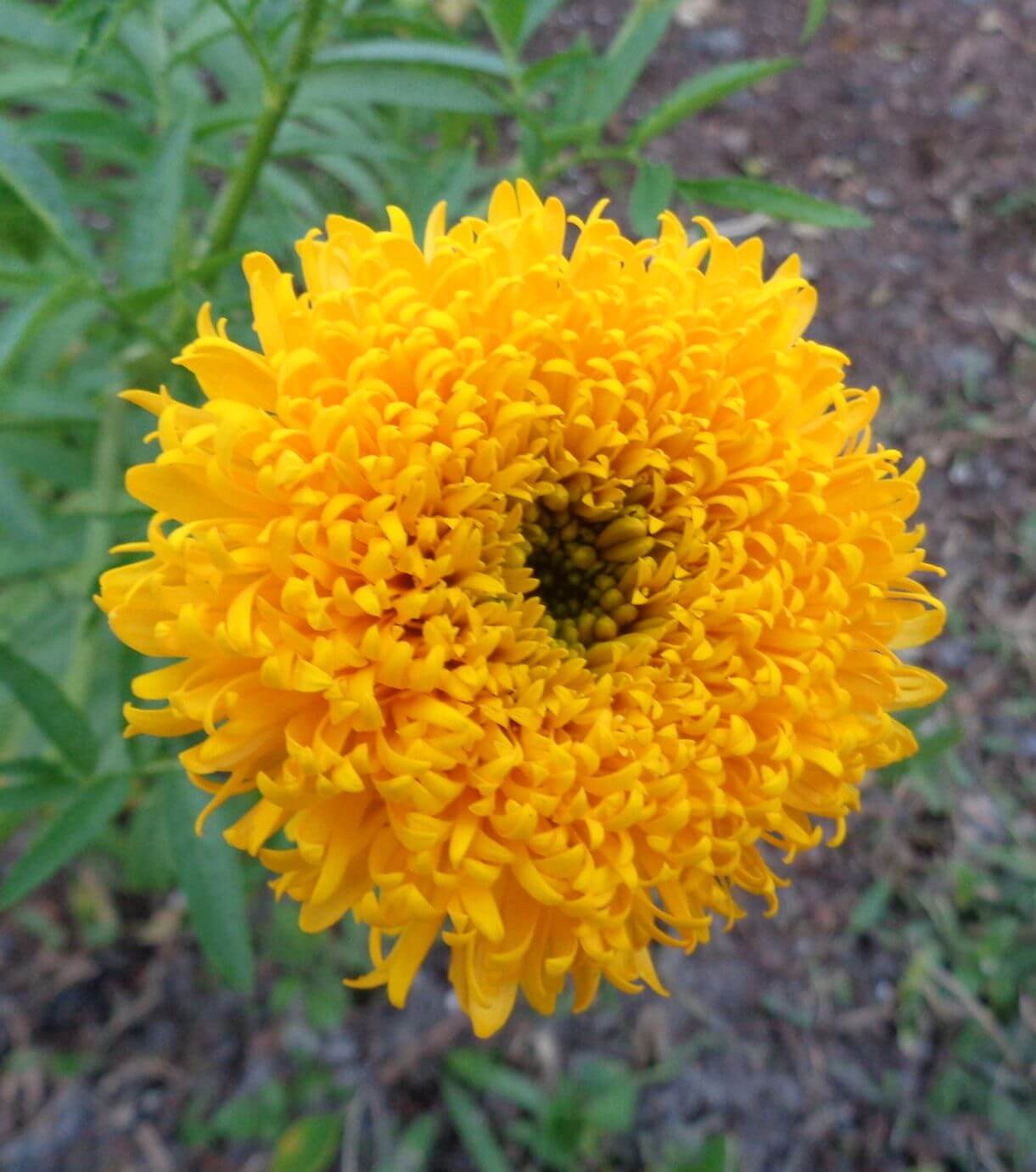 Mary’s gold - UF/IFAS Extension Charlotte County