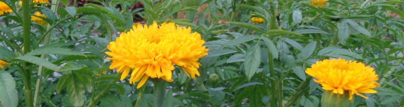 Mary’s gold - UF/IFAS Extension Charlotte County