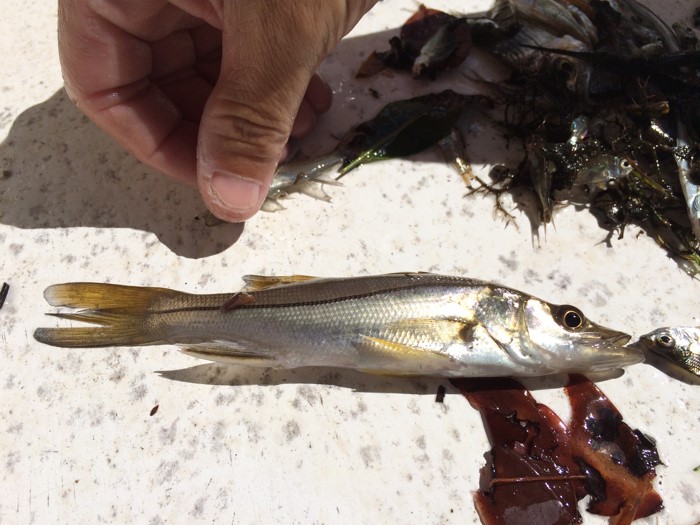 The life cycle of common snook - UF/IFAS Extension Charlotte County