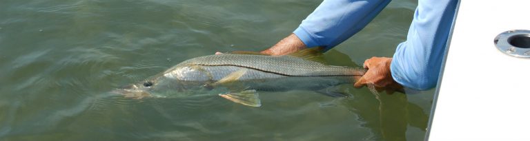 The life cycle of common snook - UF/IFAS Extension Charlotte County