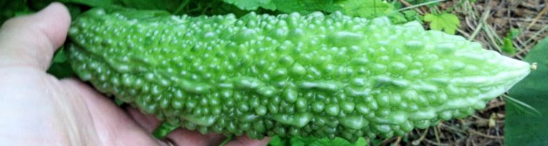 If you like bitter melon, it is easy to grow - UF/IFAS Extension ...
