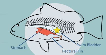Weightless in the Water - UF/IFAS Extension Charlotte County