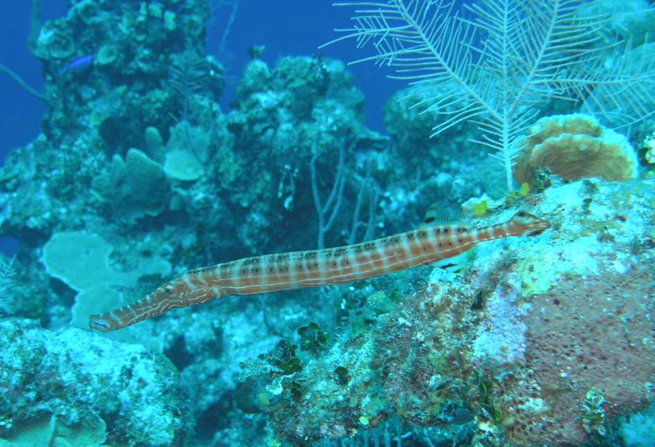 Under the SEAsons Greetings! - UF/IFAS Extension Charlotte County