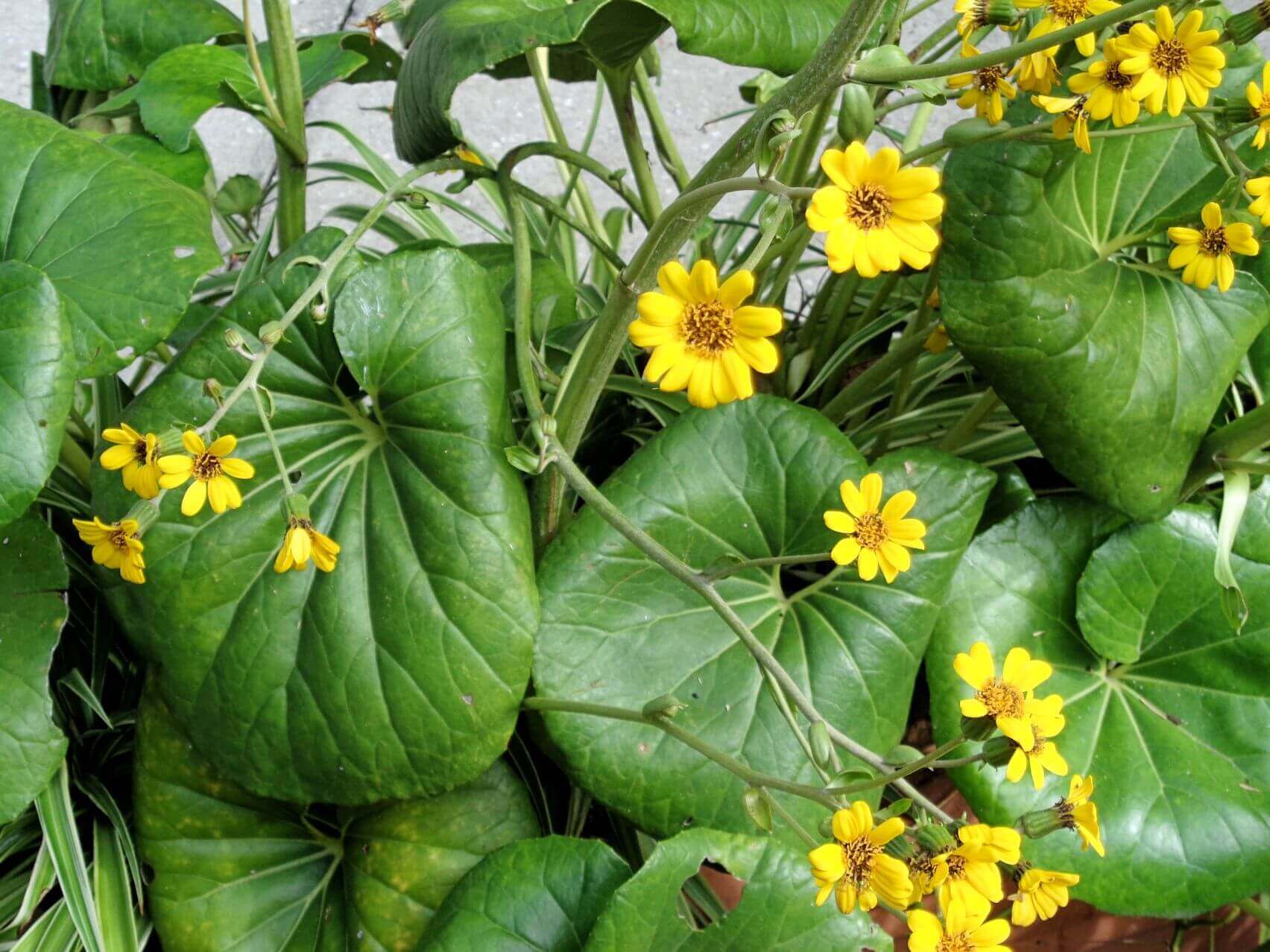 Have you spotted the leopard plant? - UF/IFAS Extension Charlotte County