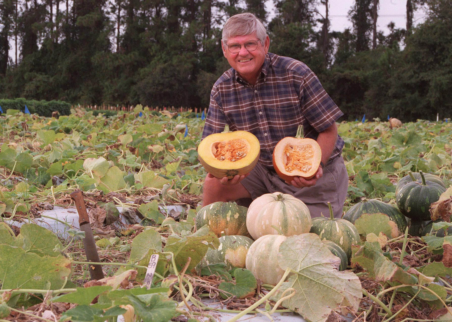 Summer pumpkins - UF/IFAS Extension Charlotte County