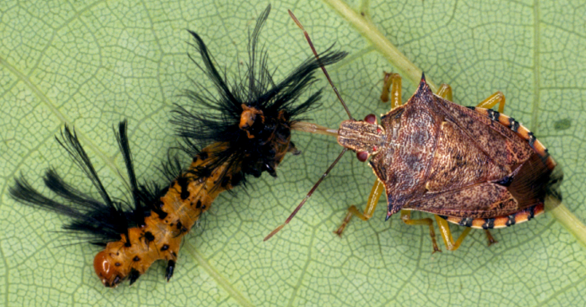 There are good stink bugs - UF/IFAS Extension Charlotte County