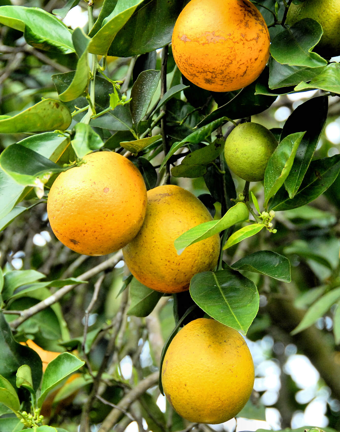 The Importance of 4-H Youth Growing Citrus - UF/IFAS Extension ...