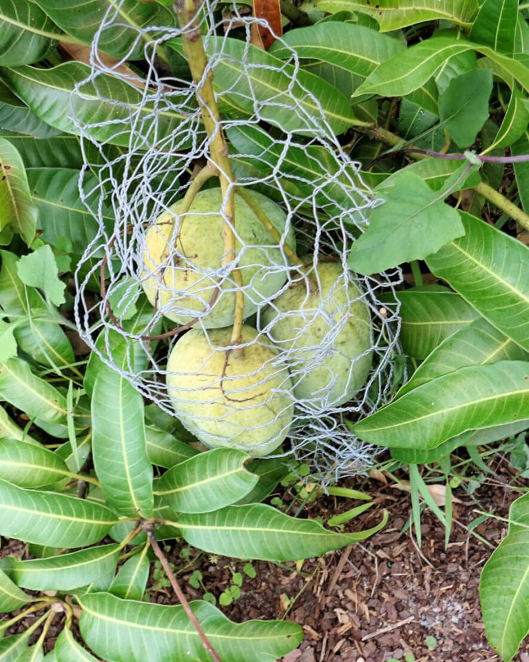 A mango tree in your yard? - UF/IFAS Extension Charlotte County