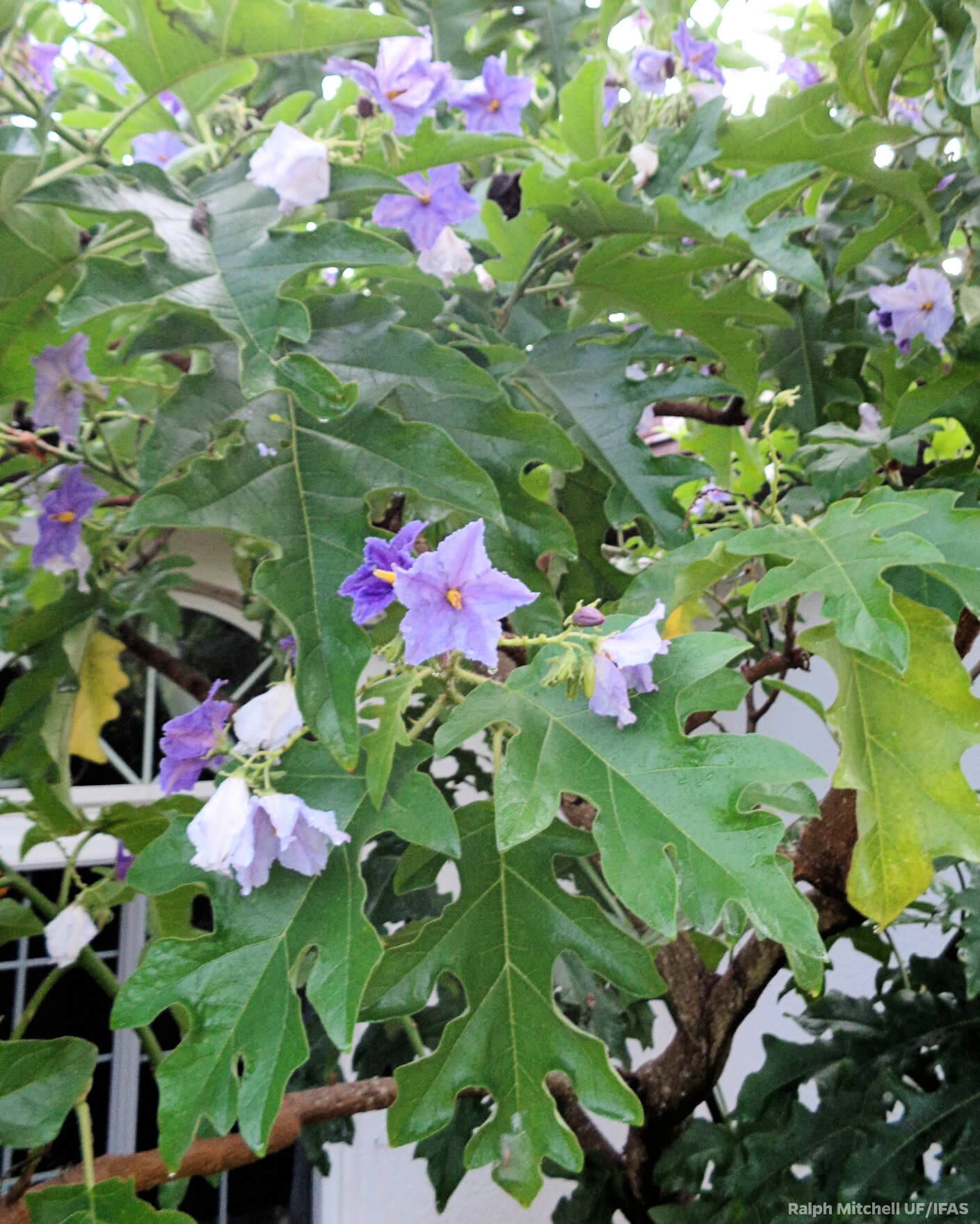 The giant potato tree - UF/IFAS Extension Charlotte County