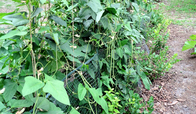 Yard long beans – plus or minus thirty-six inches - UF/IFAS Extension ...