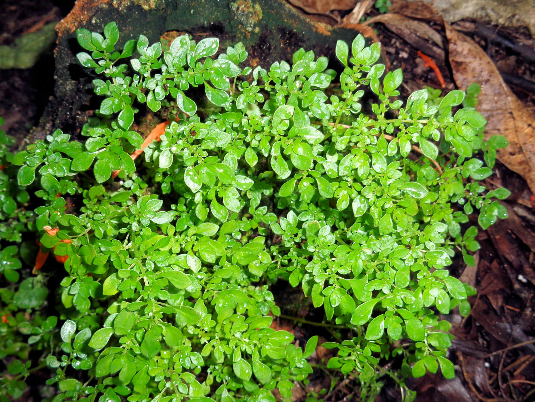 Puff goes the weed! - UF/IFAS Extension Charlotte County