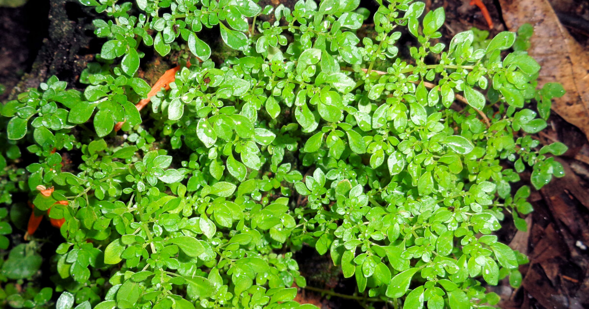 Puff goes the weed! - UF/IFAS Extension Charlotte County