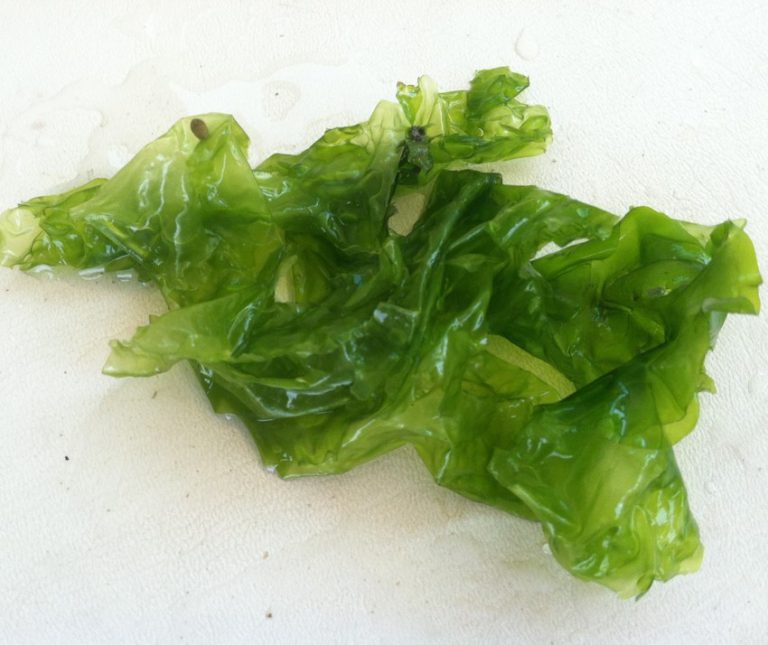 Macroalgae in Estuaries - UF/IFAS Extension Charlotte County