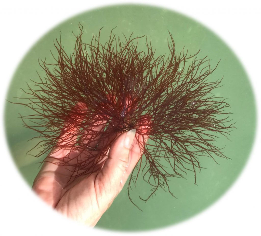 Macroalgae in Estuaries - UF/IFAS Extension Charlotte County