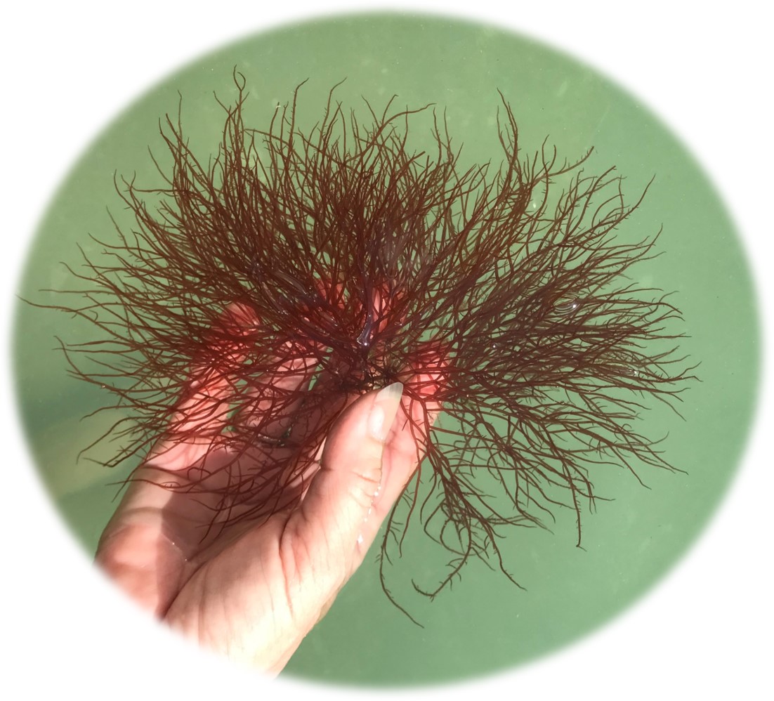 Macroalgae in Estuaries - UF/IFAS Extension Charlotte County