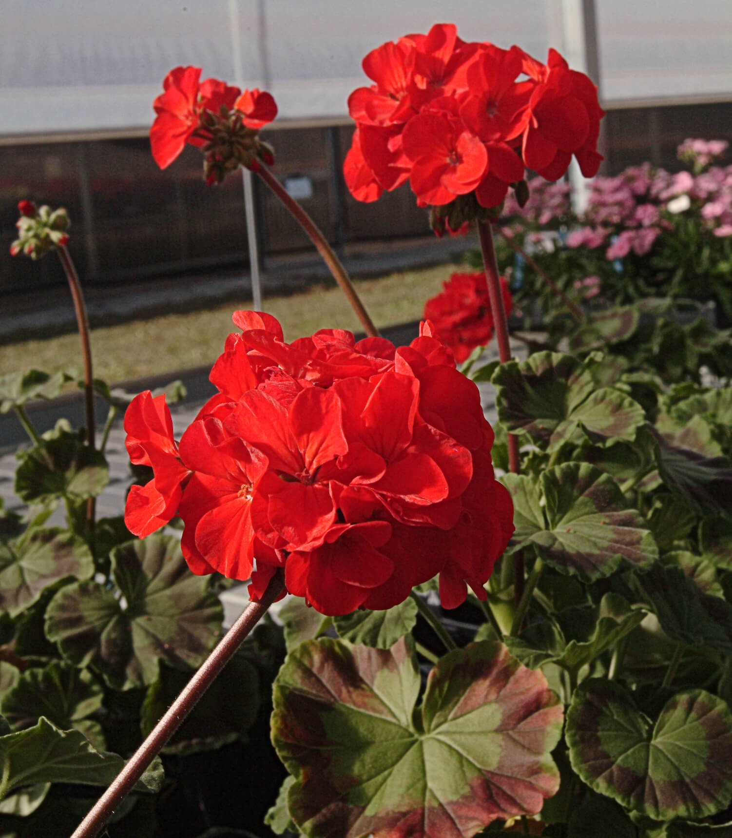 Now is the season for geraniums - UF/IFAS Extension Charlotte County