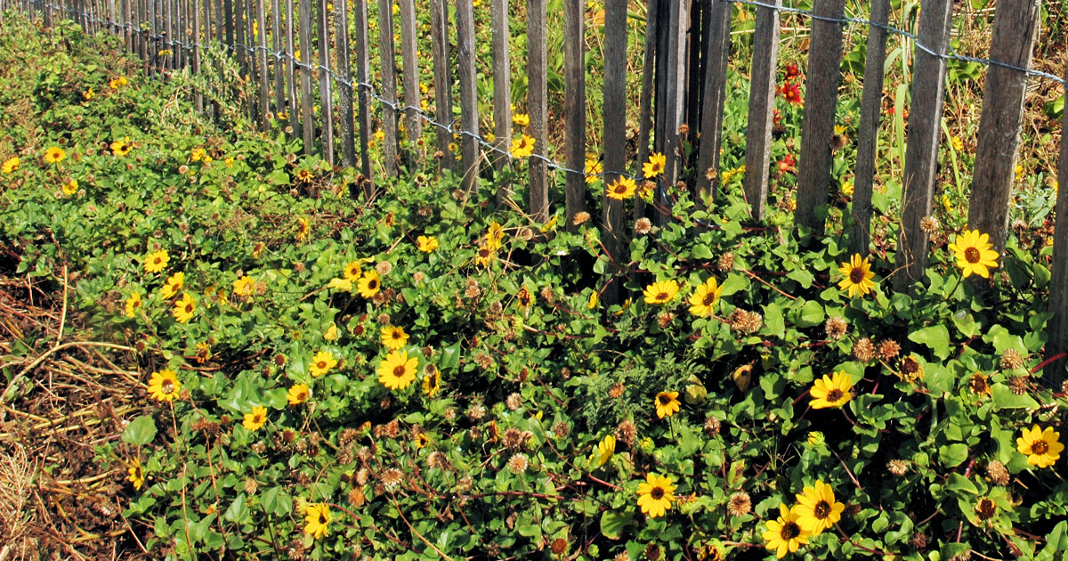 The sunflower for Lilliputians – the beach sunflower - UF/IFAS ...