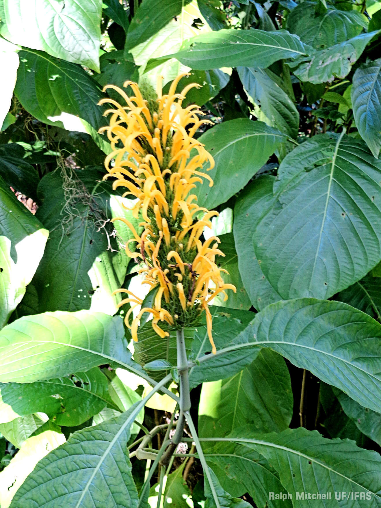 Recently spotted – the yellow jacobinia - UF/IFAS Extension Charlotte ...