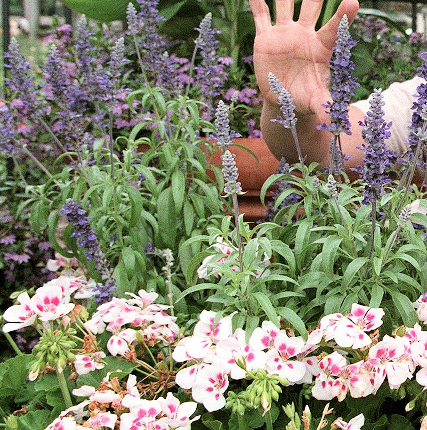 Satisfying Salvia - UF/IFAS Extension Charlotte County