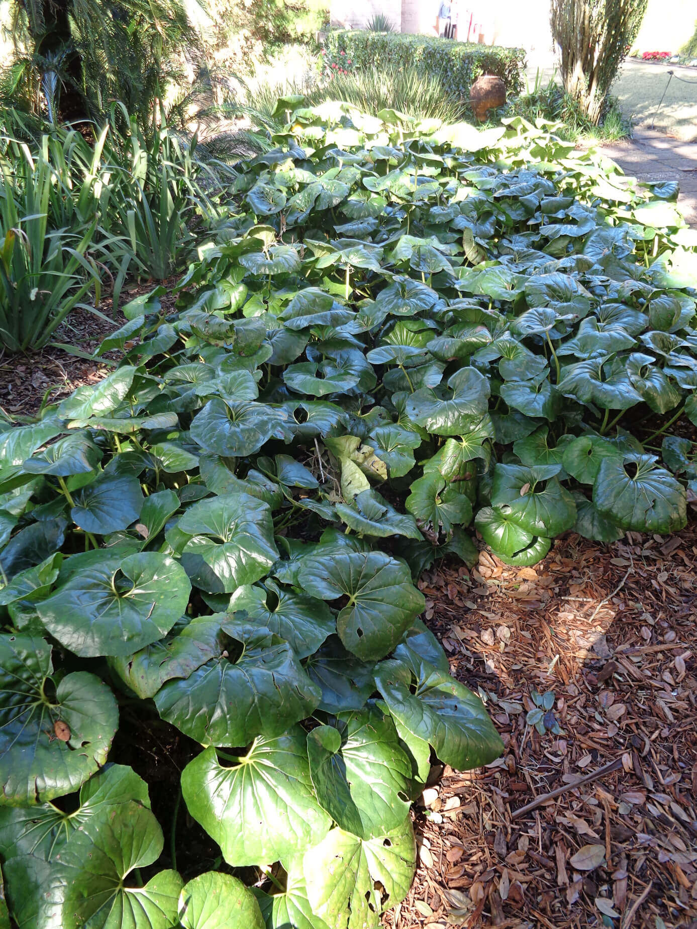 The leopard plant – revisited - UF/IFAS Extension Charlotte County