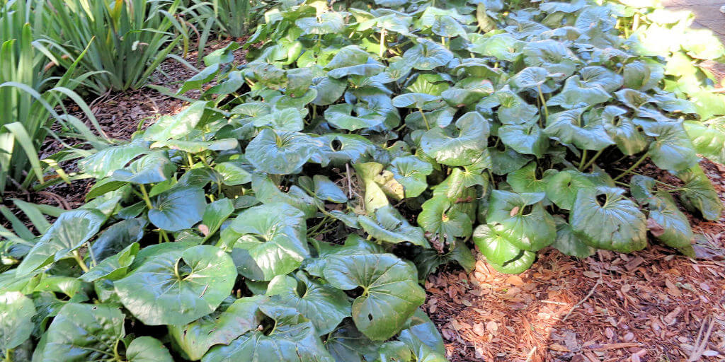 The leopard plant – revisited - UF/IFAS Extension Charlotte County