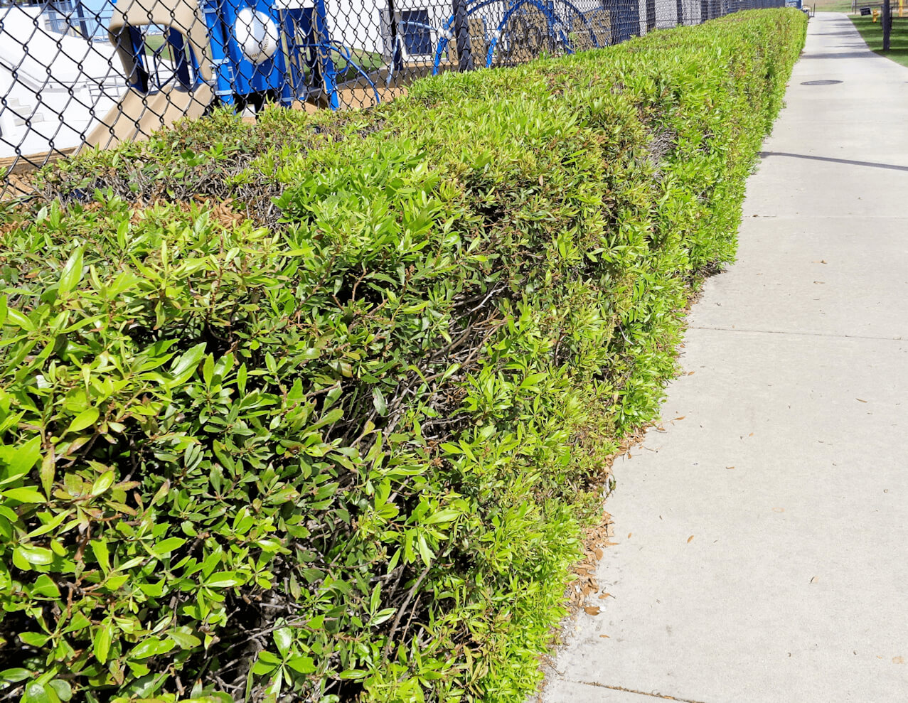 Wax nostalgic for wax myrtle - UF/IFAS Extension Charlotte County