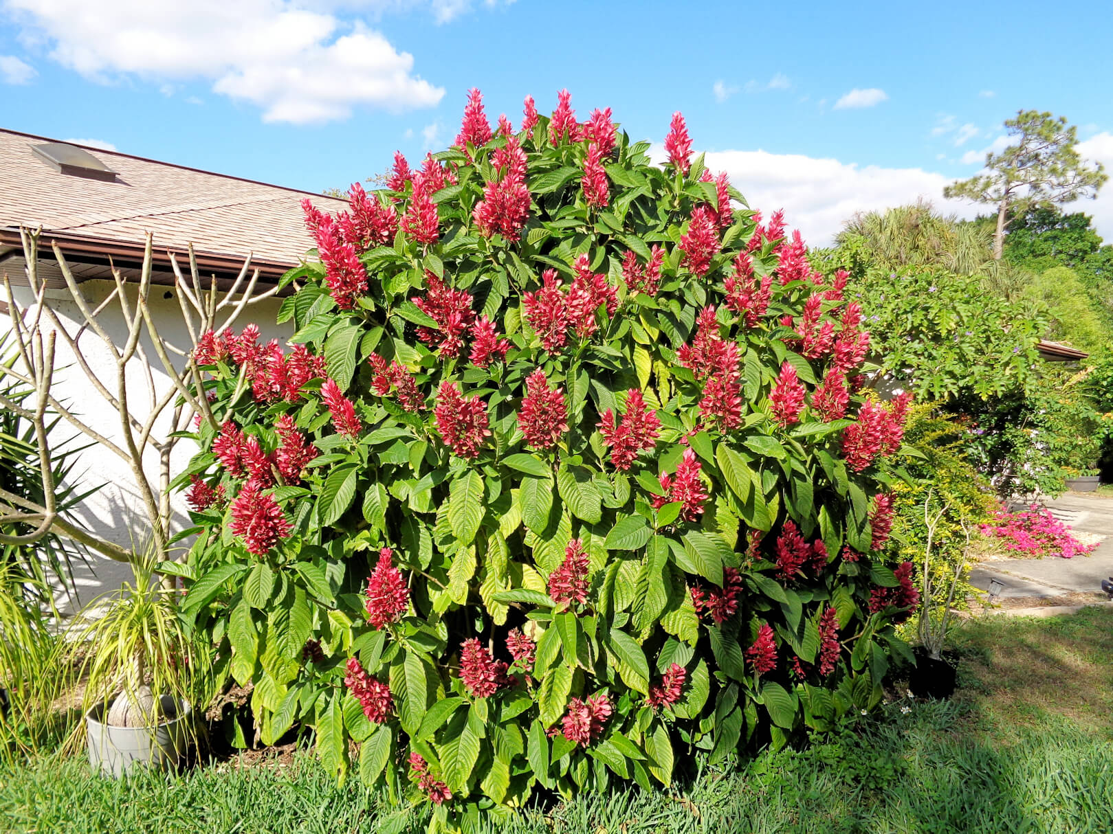 Not to brag, but my Brazilian red cloak is looking great! - UF/IFAS ...