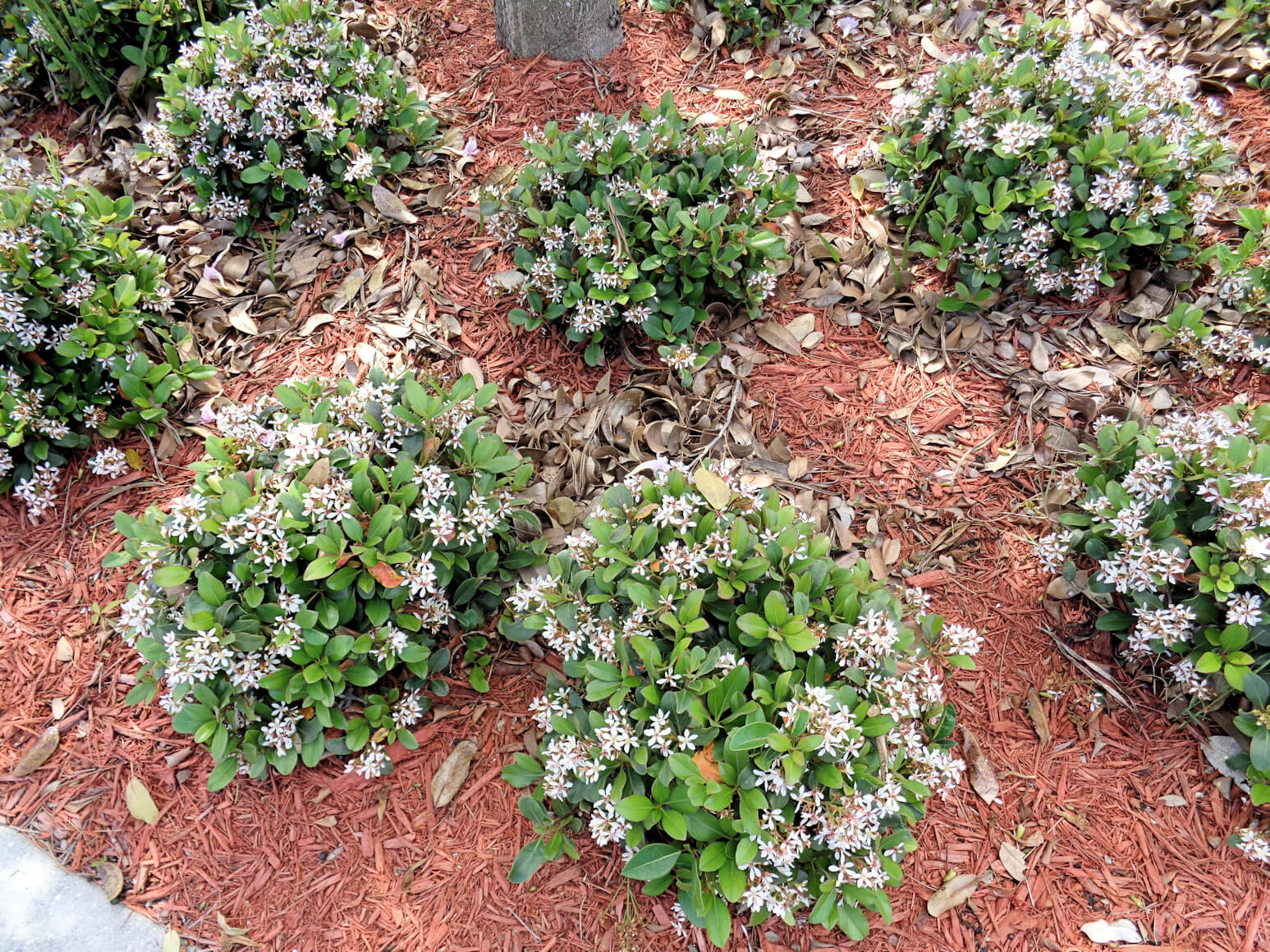 Raphiolepis - nice and low in the landscape - UF/IFAS Extension ...