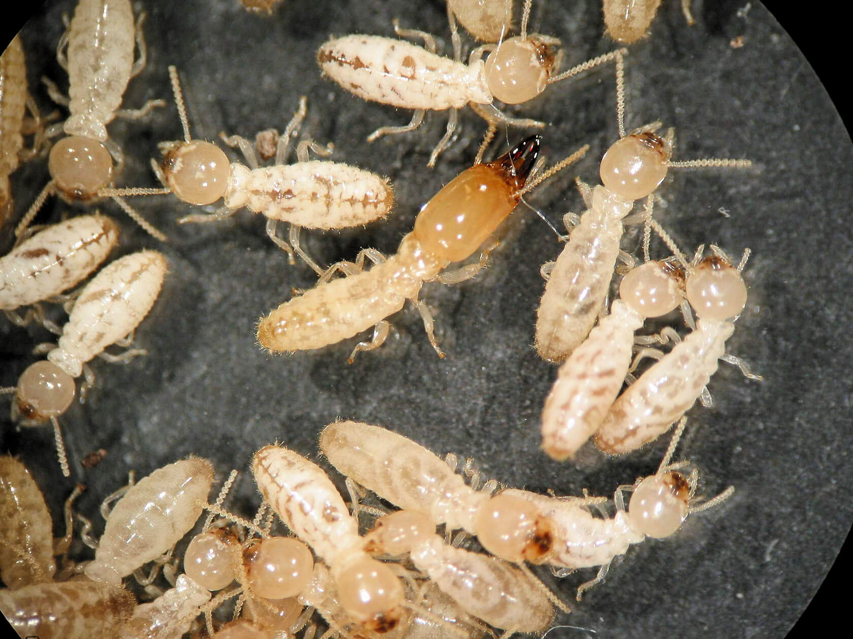 Termites are in the air - UF/IFAS Extension Charlotte County