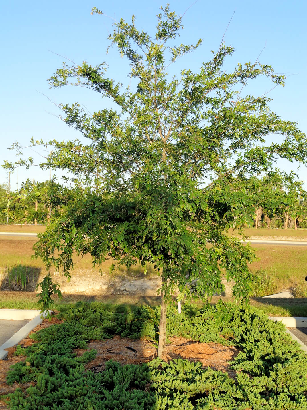 The ‘Drake’ - UF/IFAS Extension Charlotte County