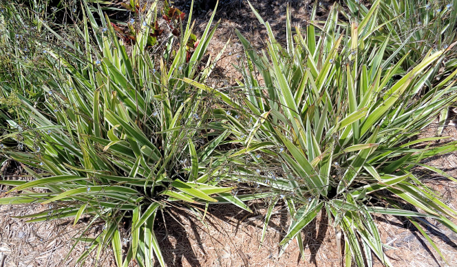 Flax lily – maybe overplanted, but for a good reason - UF/IFAS ...