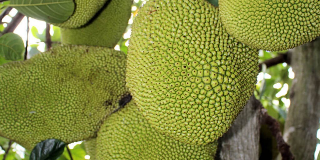 Pass the jackfruit - UF/IFAS Extension Charlotte County