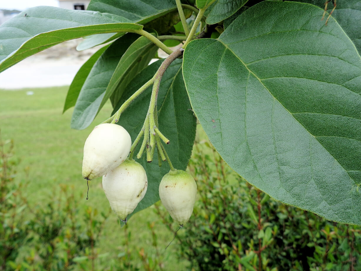 An orange-flowering tree in bloom now – the Geiger Tree - UF/IFAS ...