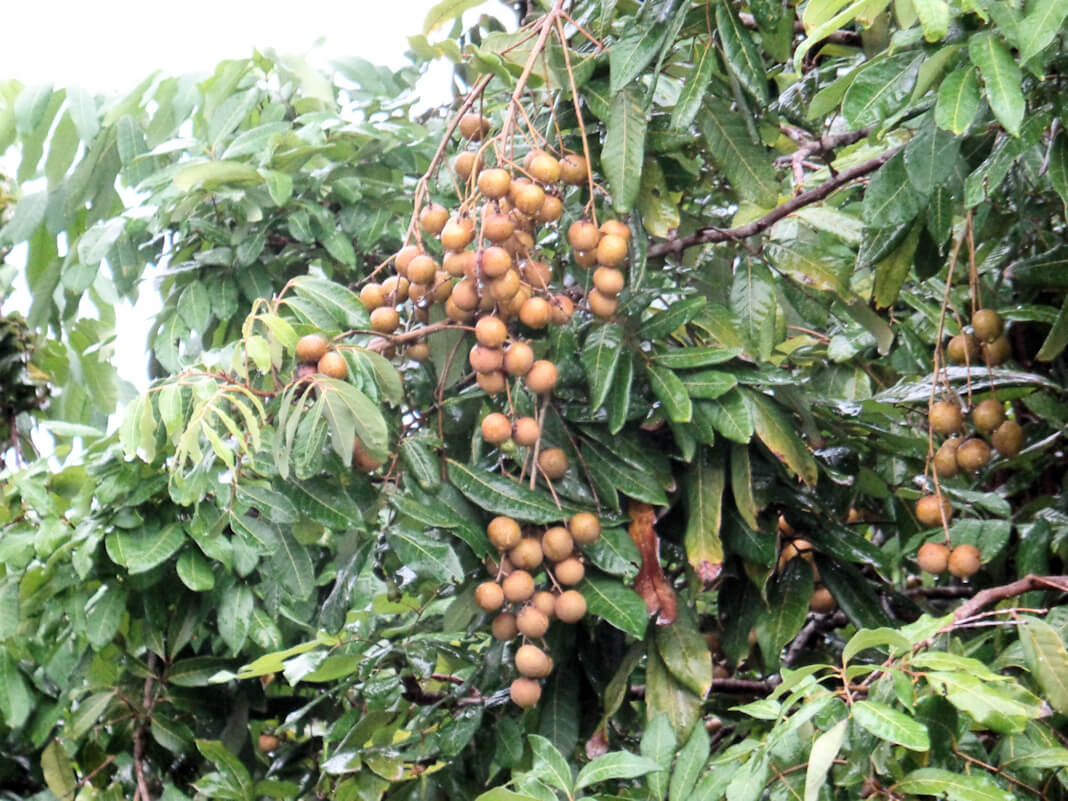 The longan, cousin of the lychee - UF/IFAS Extension Charlotte County