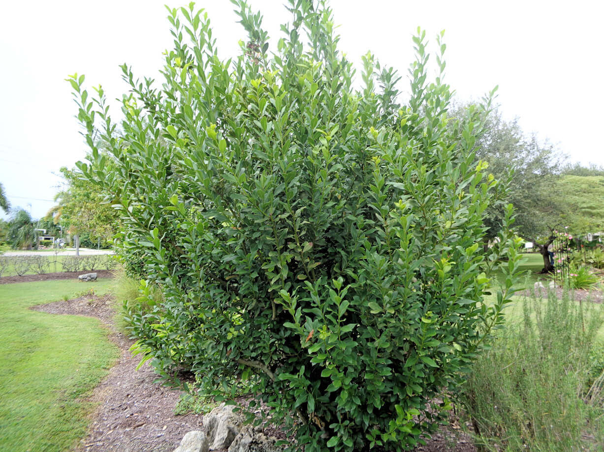 Hey, hey, its sweet bay! - UF/IFAS Extension Charlotte County