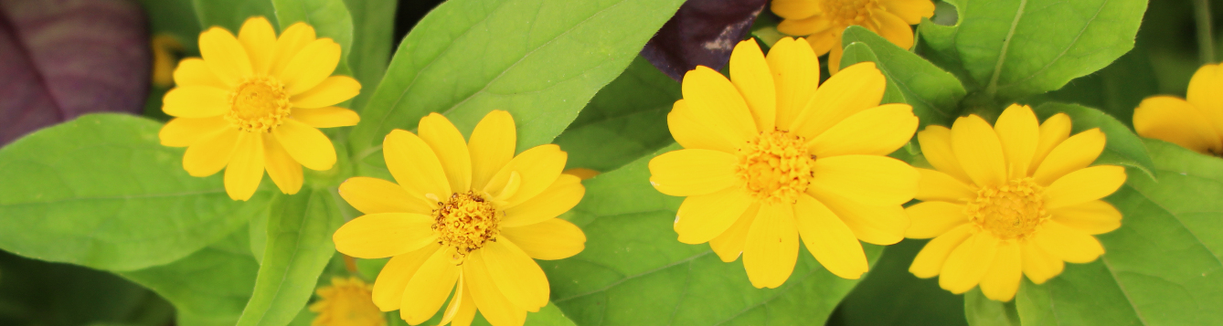 More butter in the garden - UF/IFAS Extension Charlotte County